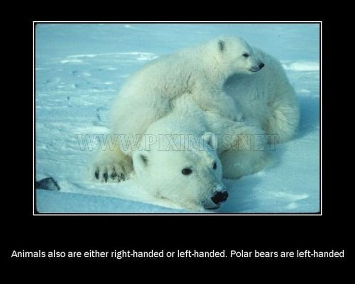 Interesting Facts About Animals Animals Interesting Facts About Animals Animals