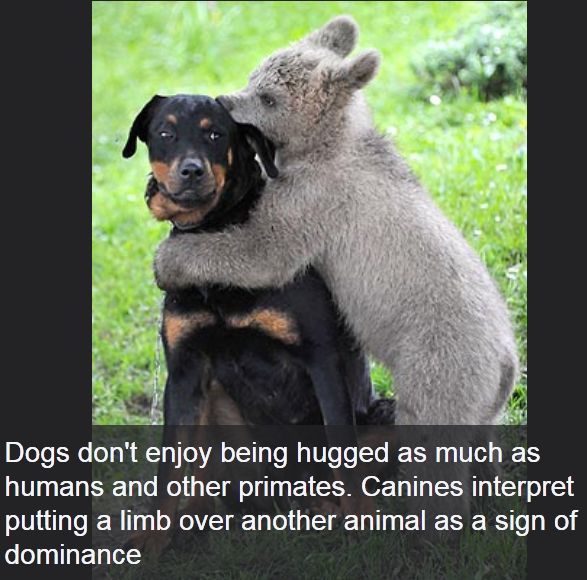 Interesting Facts About Dogs Animals