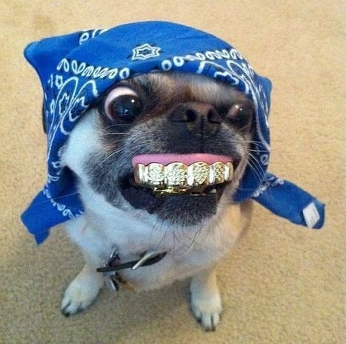 Funny Animals Part 43 Animals Funny Animals Part 43 Animals