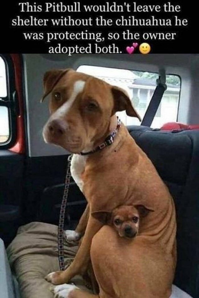 Funny Memes With Animals Fun